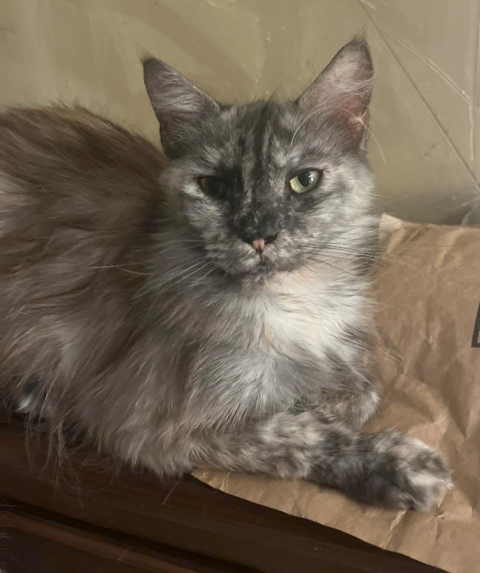 Adopt Persephone (Maine Coon, purebred) Today - Find Paw Pal
