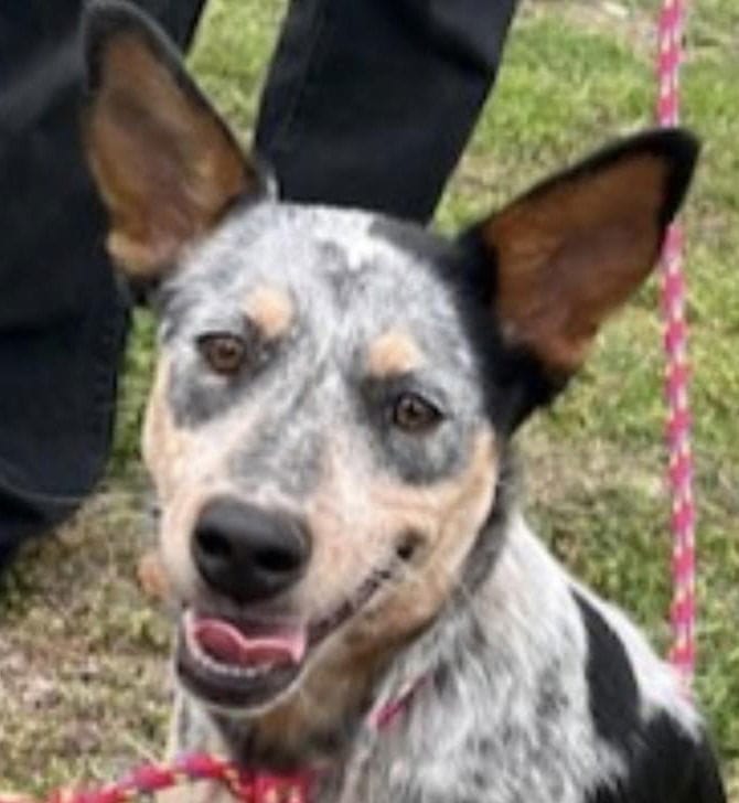 Adopt Bluey Today - Find Paw Pal