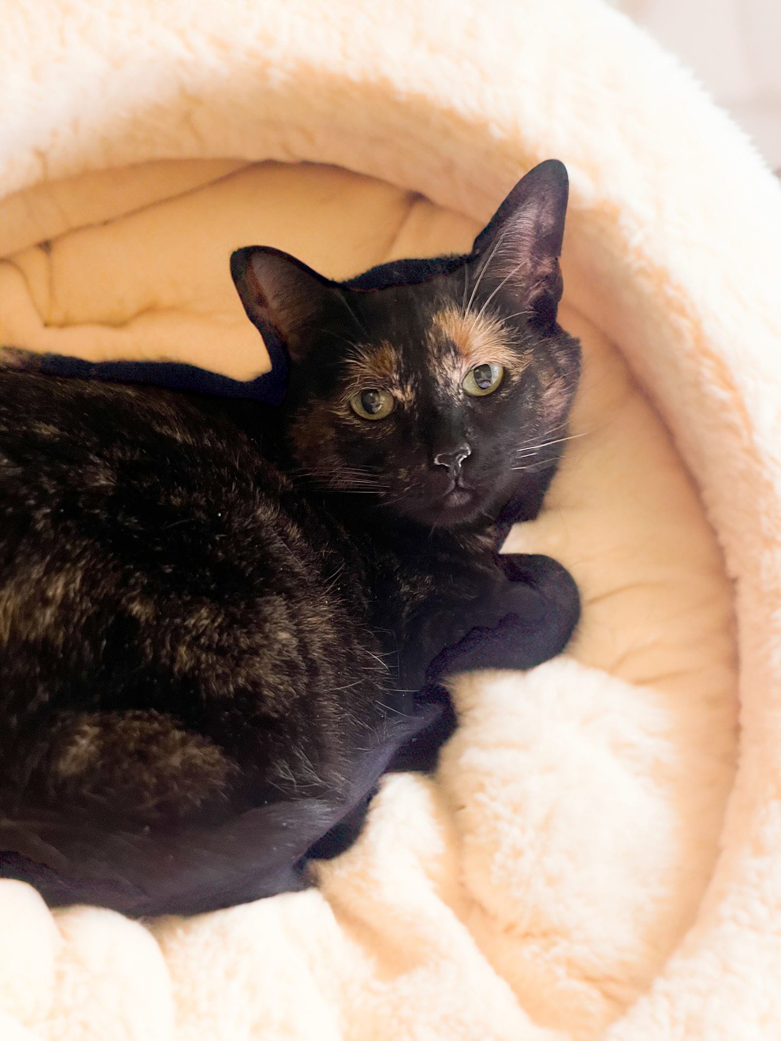 Adopt Jelly Bean Today - Find Paw Pal