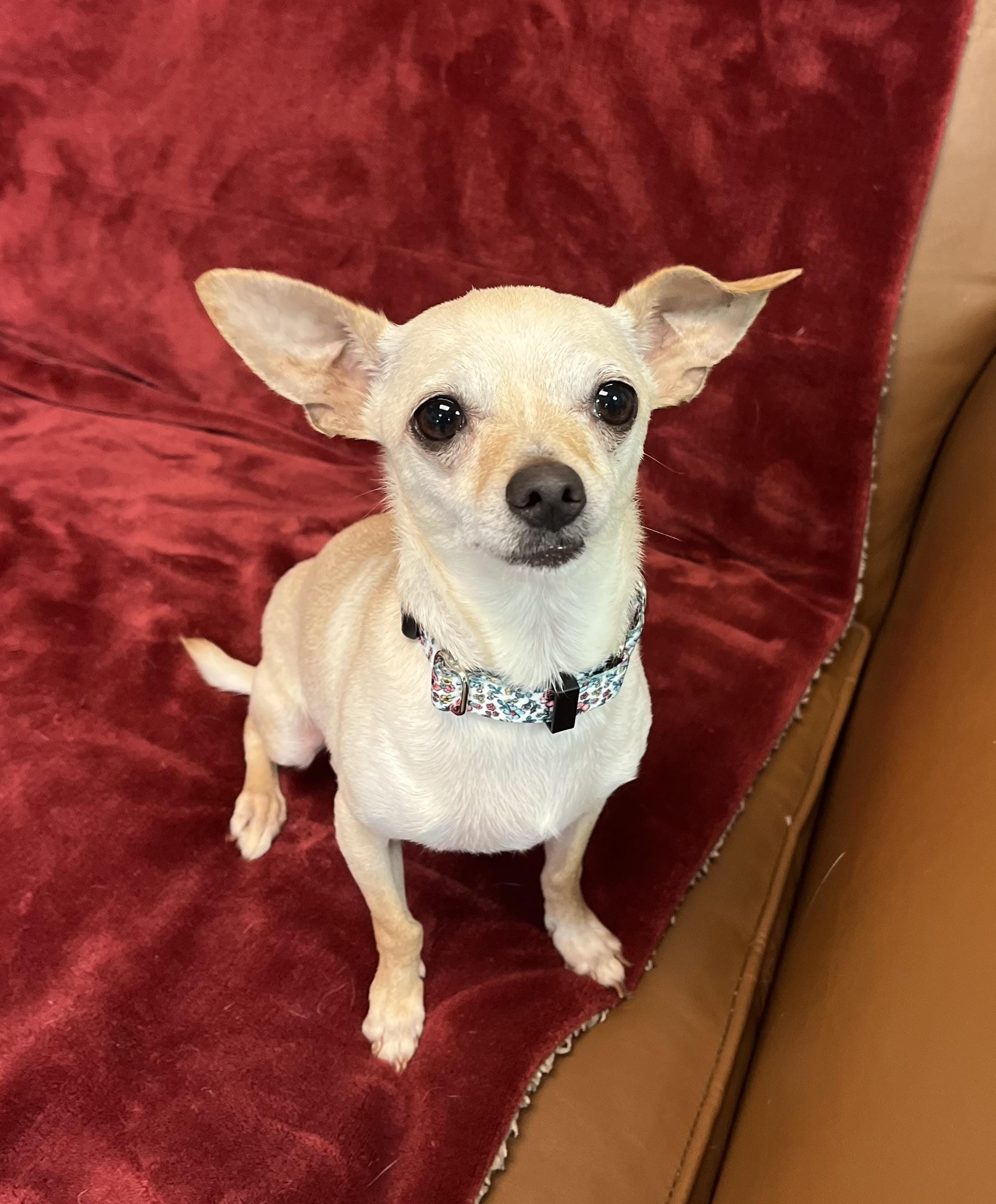 Adopt Cleo Today - Find Paw Pal