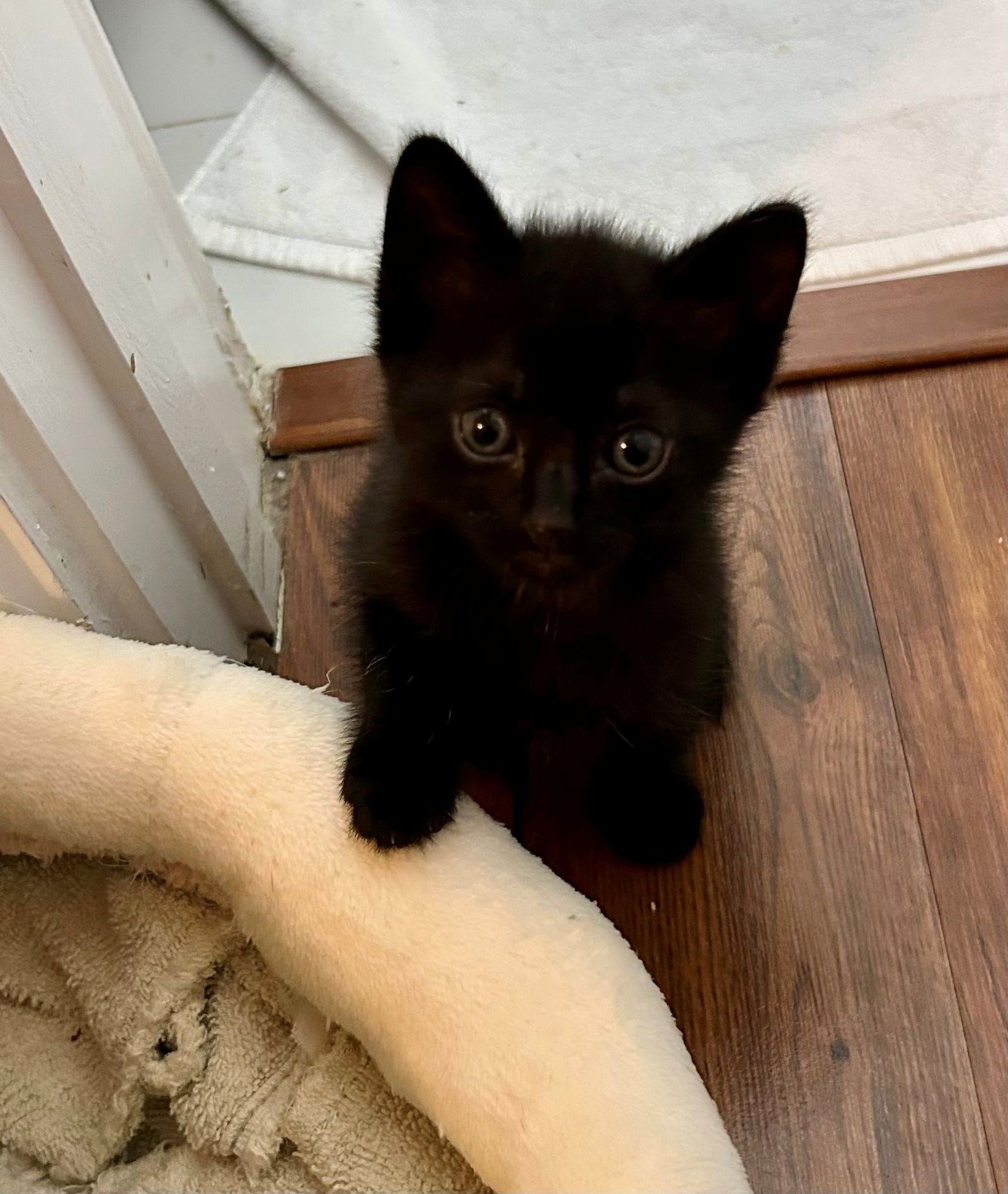 Adopt Luna baby Today - Find Paw Pal