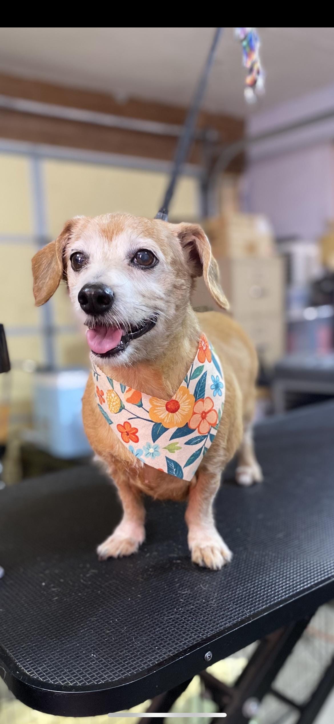 Adopt Poppy Today - Find Paw Pal