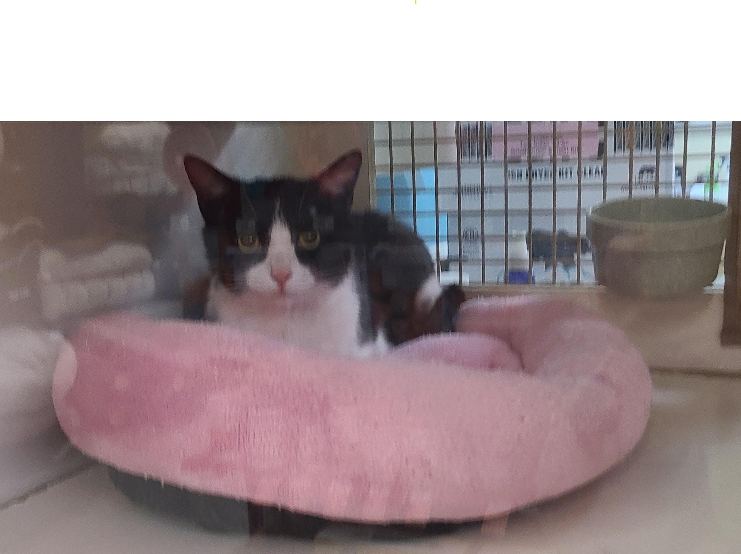 Adopt Lilly Bell - as sweet as her name! Today - Pets TheCountyOffice