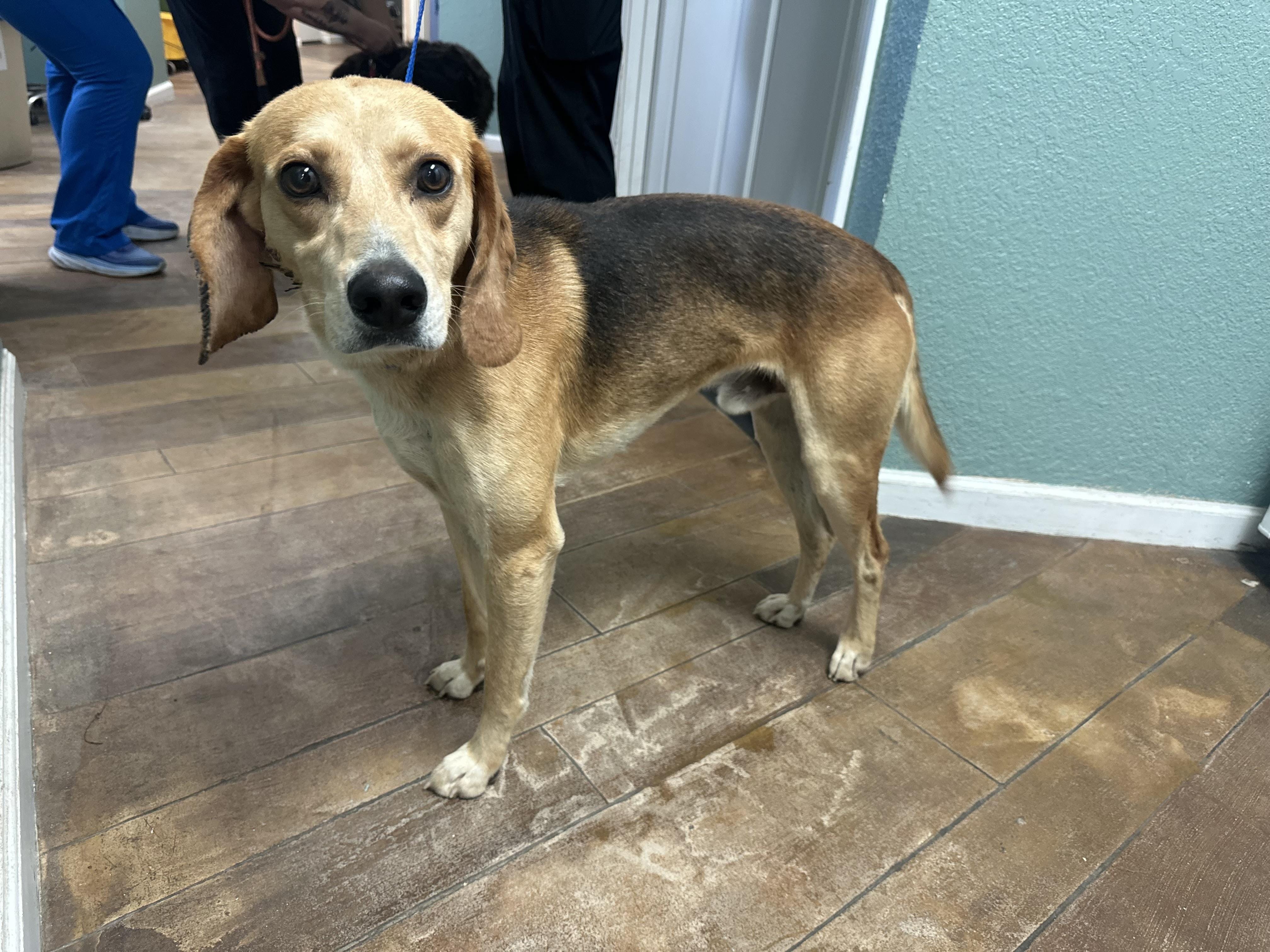 Adopt Wyatt (Super cute smaller hound boy looking for loving home ...
