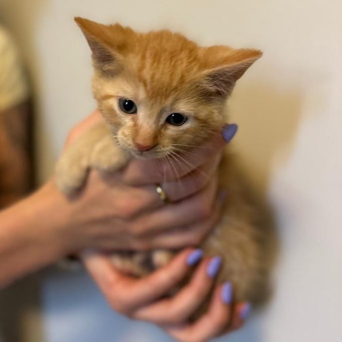 Adopt Lorna Doone Today - Find Paw Pal