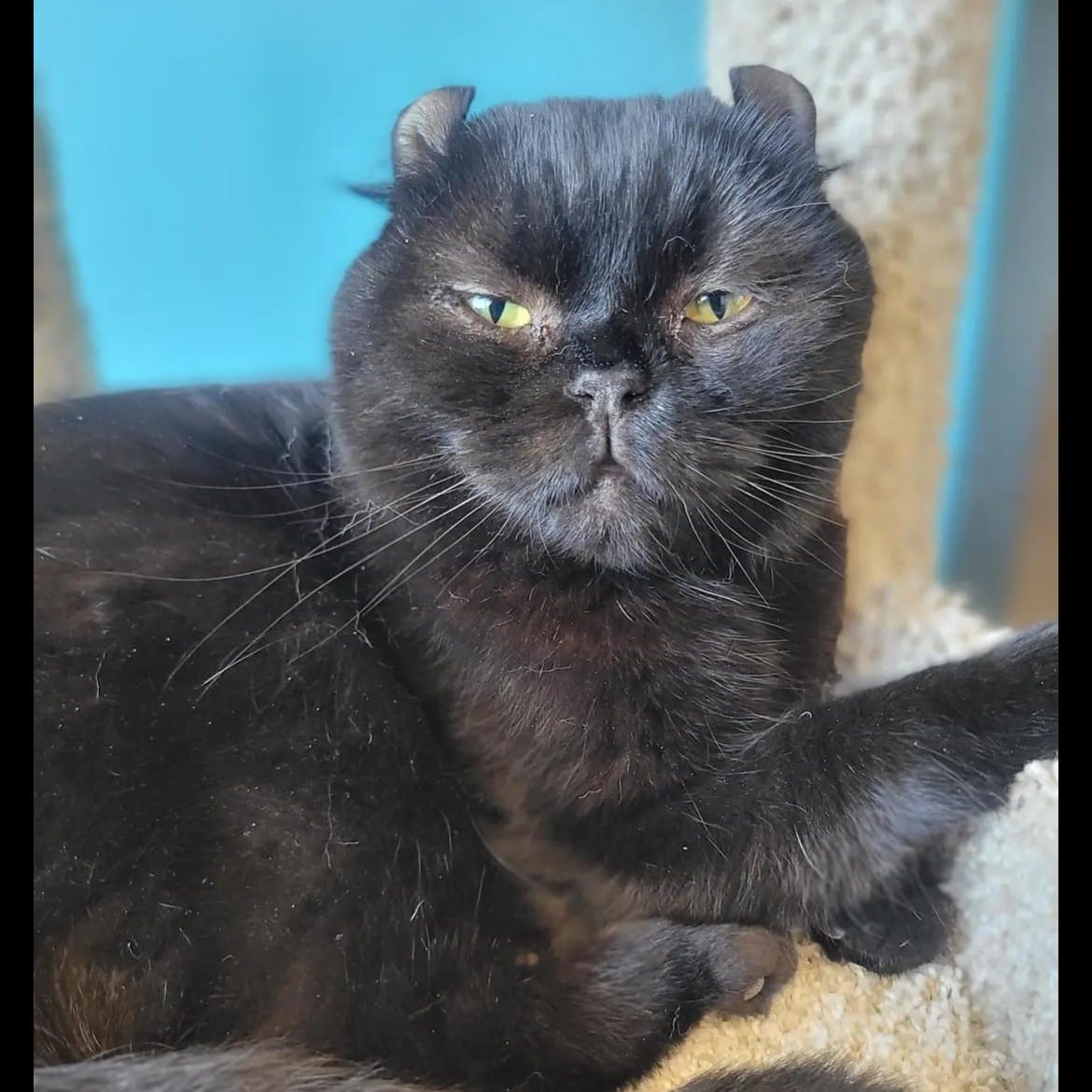 Adopt Toothless (courtesy post) Today - Find Paw Pal