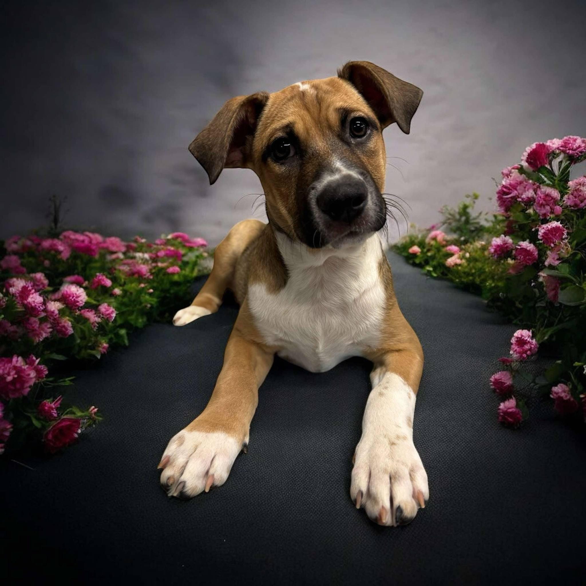 Adopt Daisy Today - Find Paw Pal