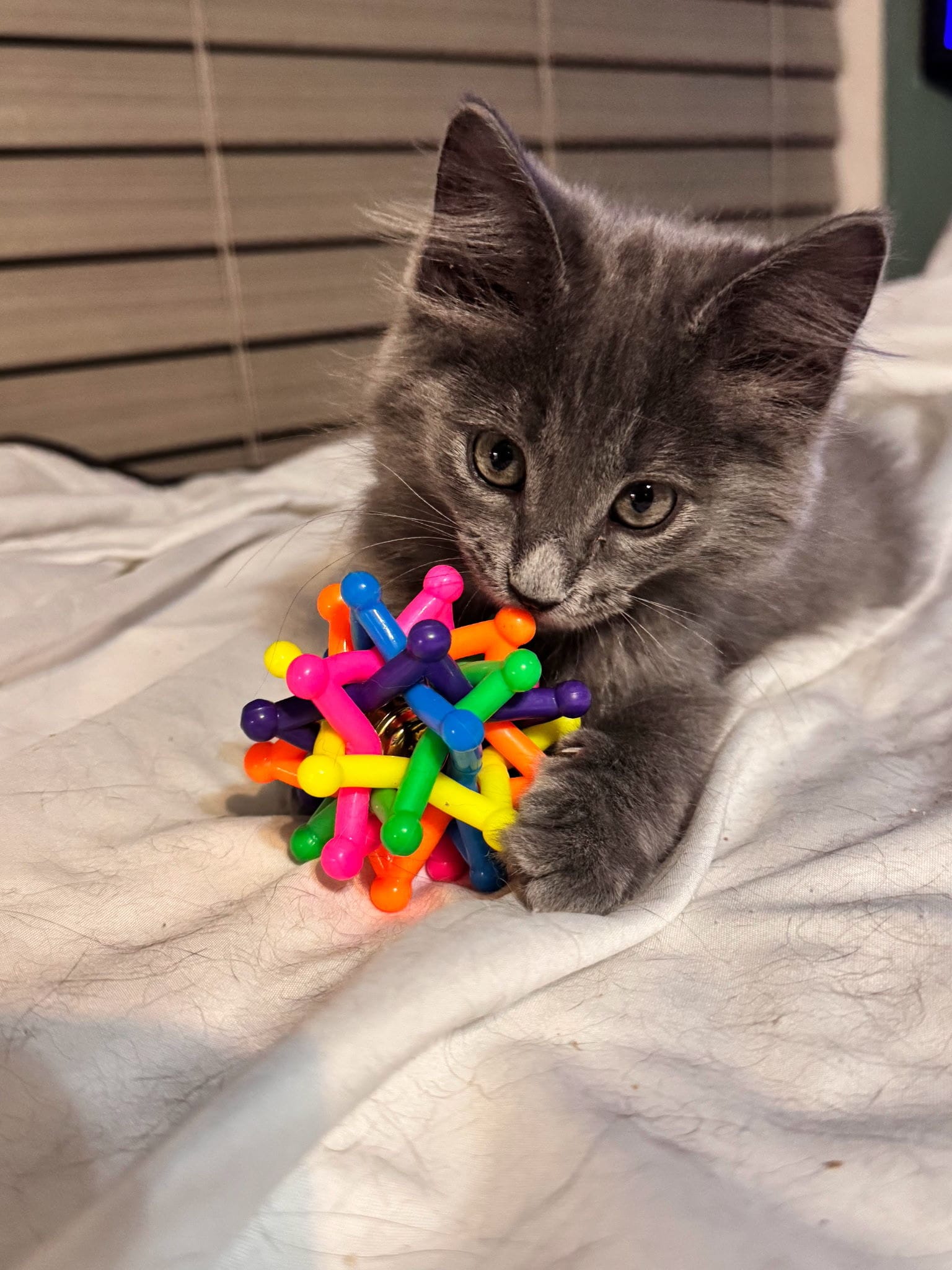 Adopt Pearl Today - Find Paw Pal