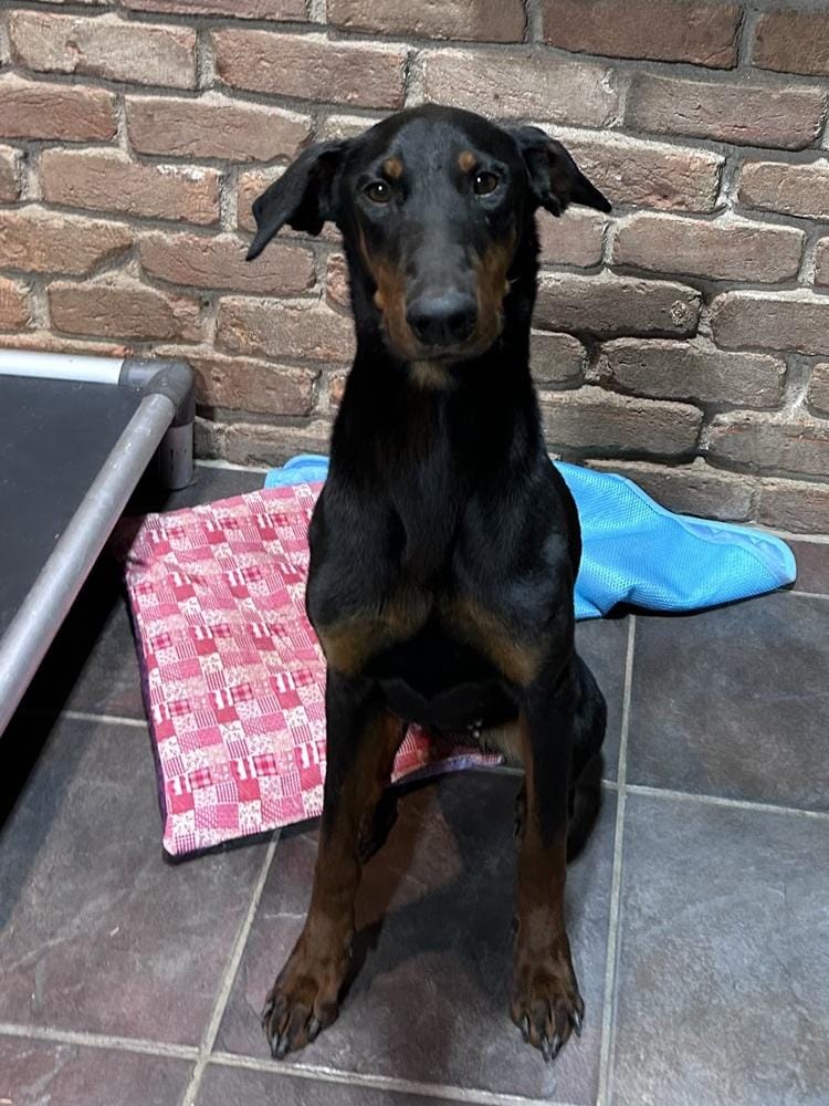 Adopt Phoebe _ Smiley Today - Find Paw Pal