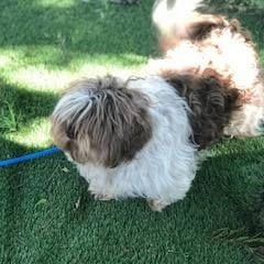 Adopt Goober (and Kissie) Today - Find Paw Pal