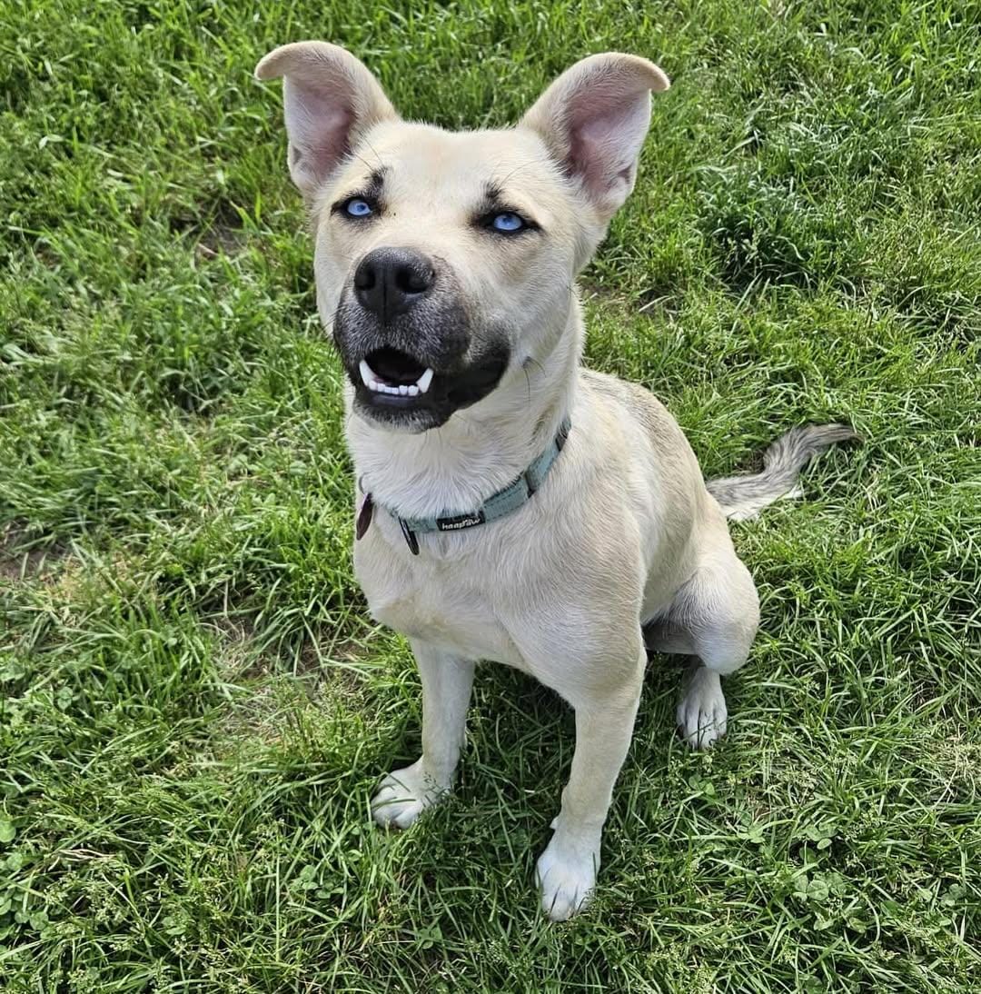 Adopt Ramona Today - Find Paw Pal