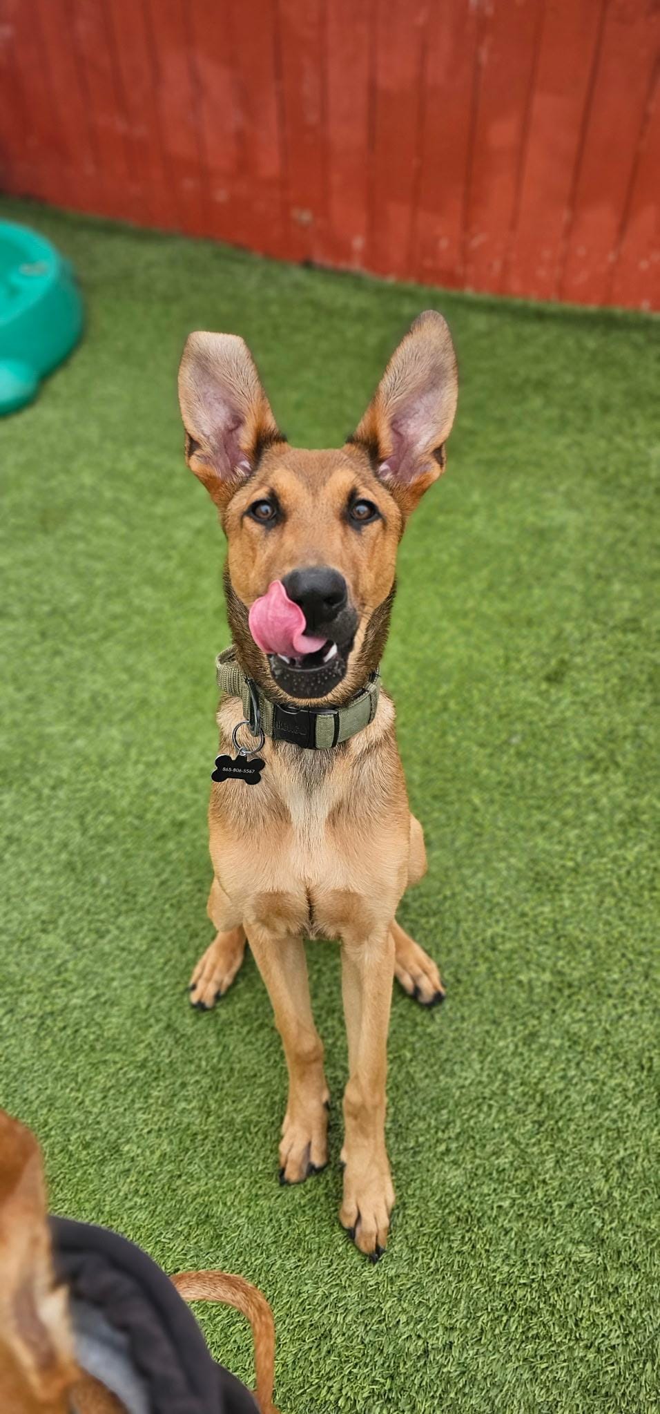 Adopt Milo Today - Find Paw Pal