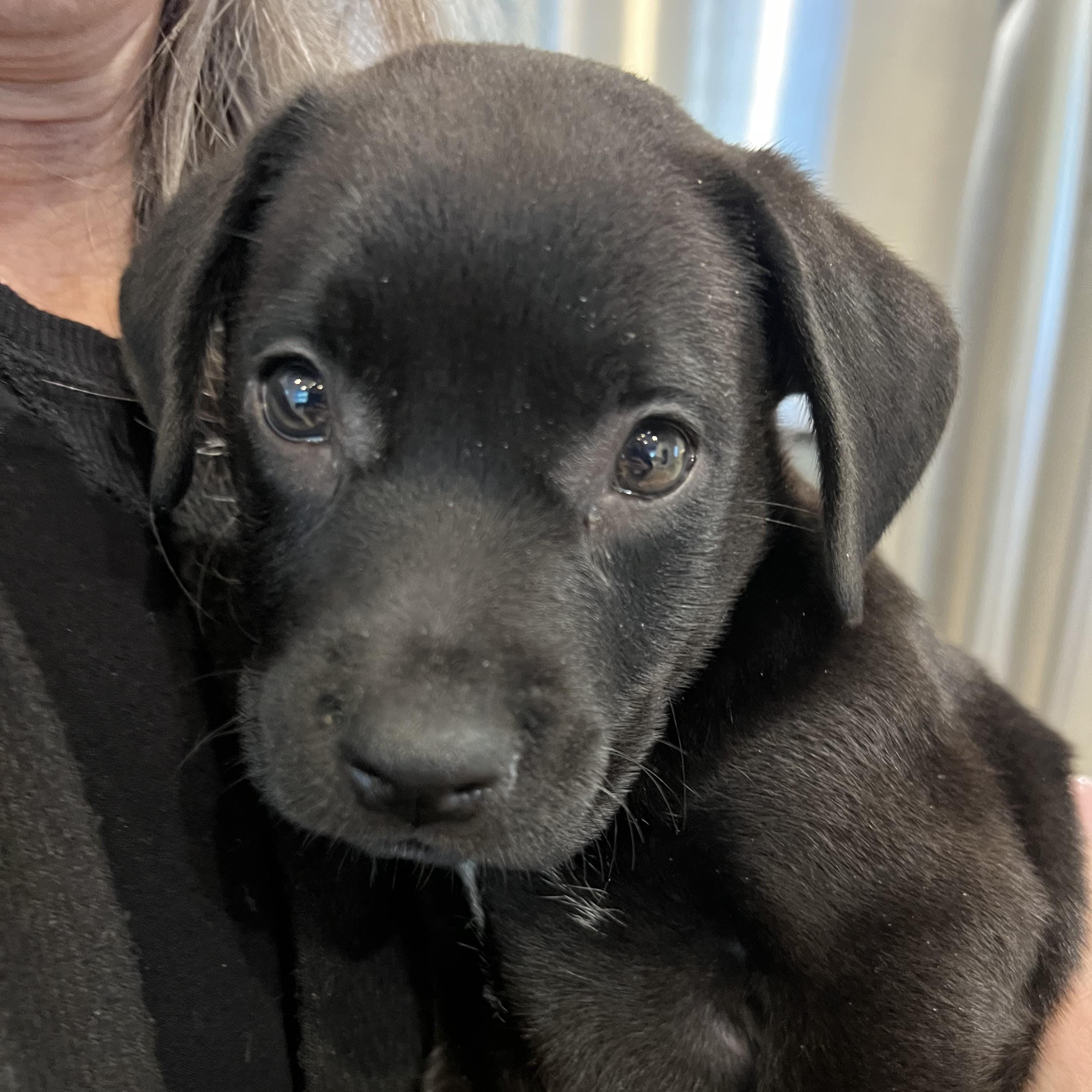 Adopt Mason Today - Find Paw Pal