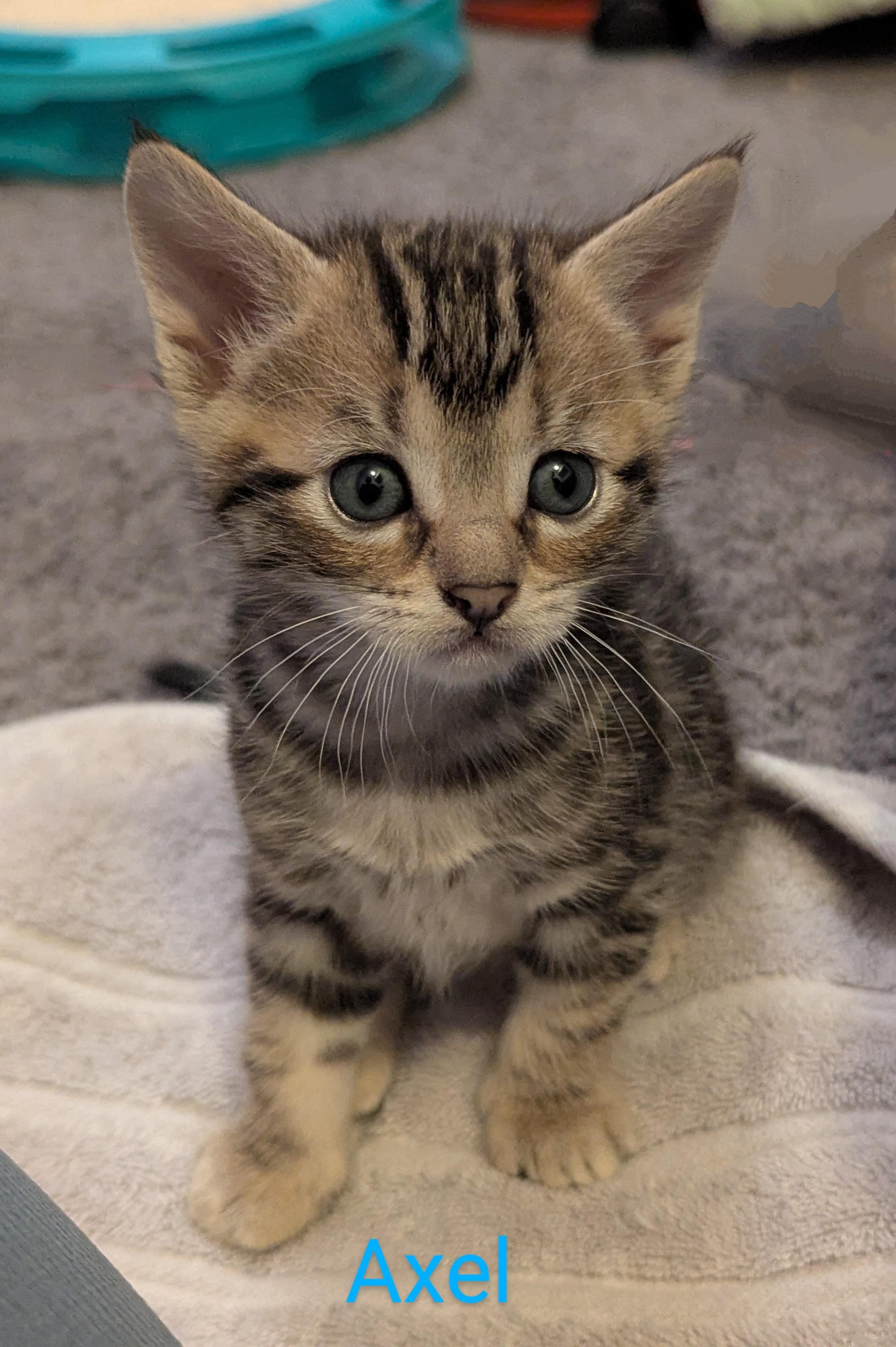 Adopt Axel Today - Find Paw Pal