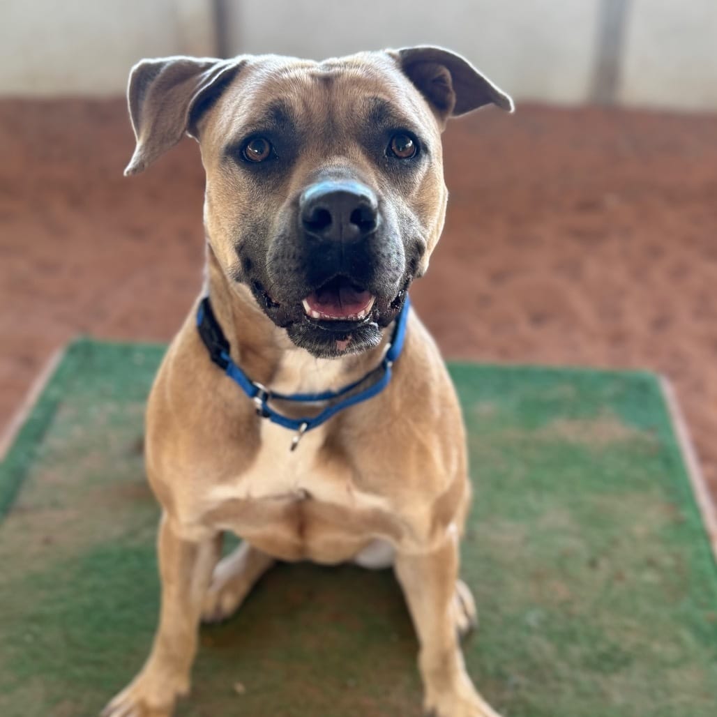 Adopt Tangerine Twist Today - Find Paw Pal