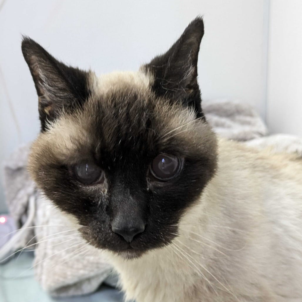 Adopt Old Man Jenkins Today - Find Paw Pal