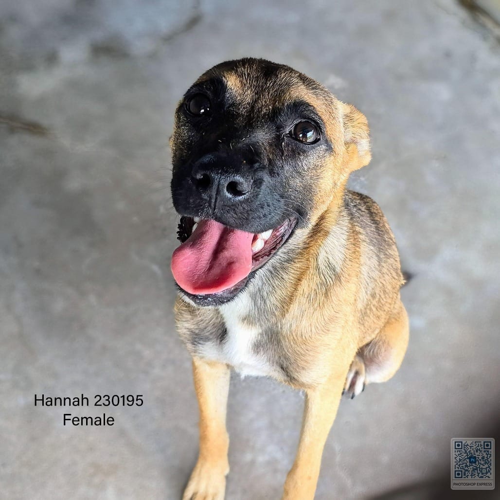 Adopt Hannah Today - Find Paw Pal