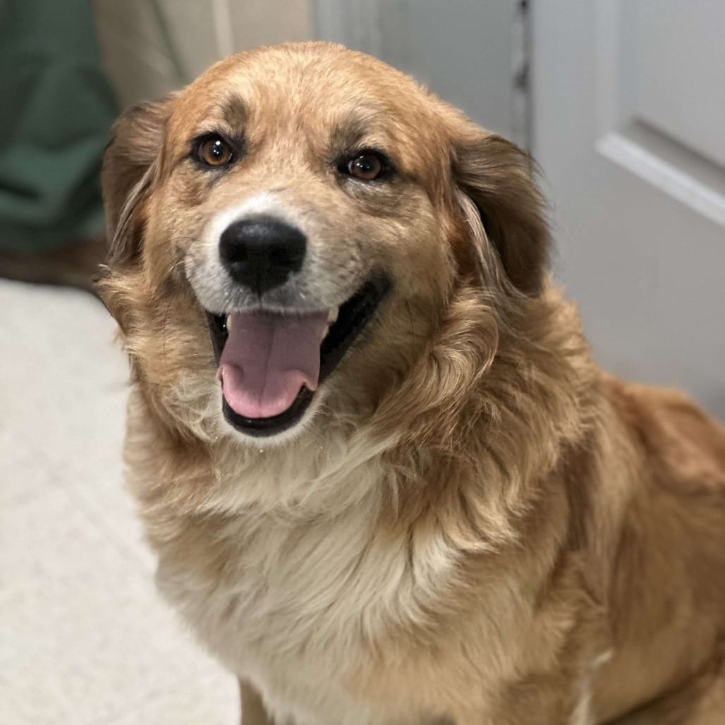 Adopt Bentley Today - Find Paw Pal