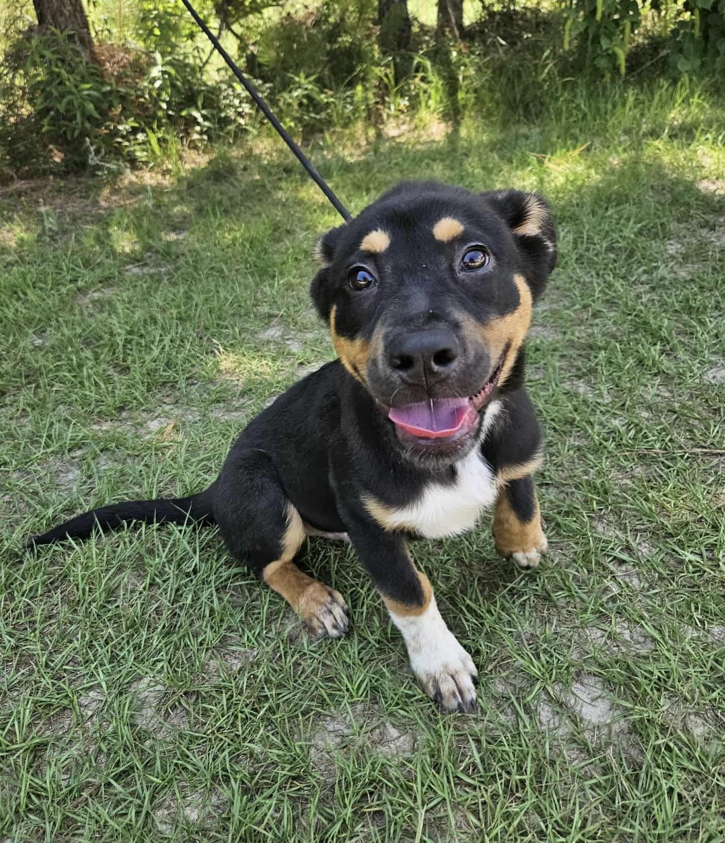 Adopt Luke Today - Find Paw Pal