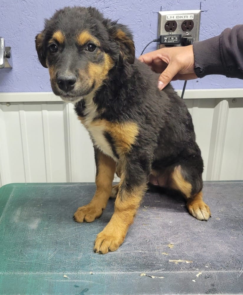 Adopt Wren Today - Find Paw Pal