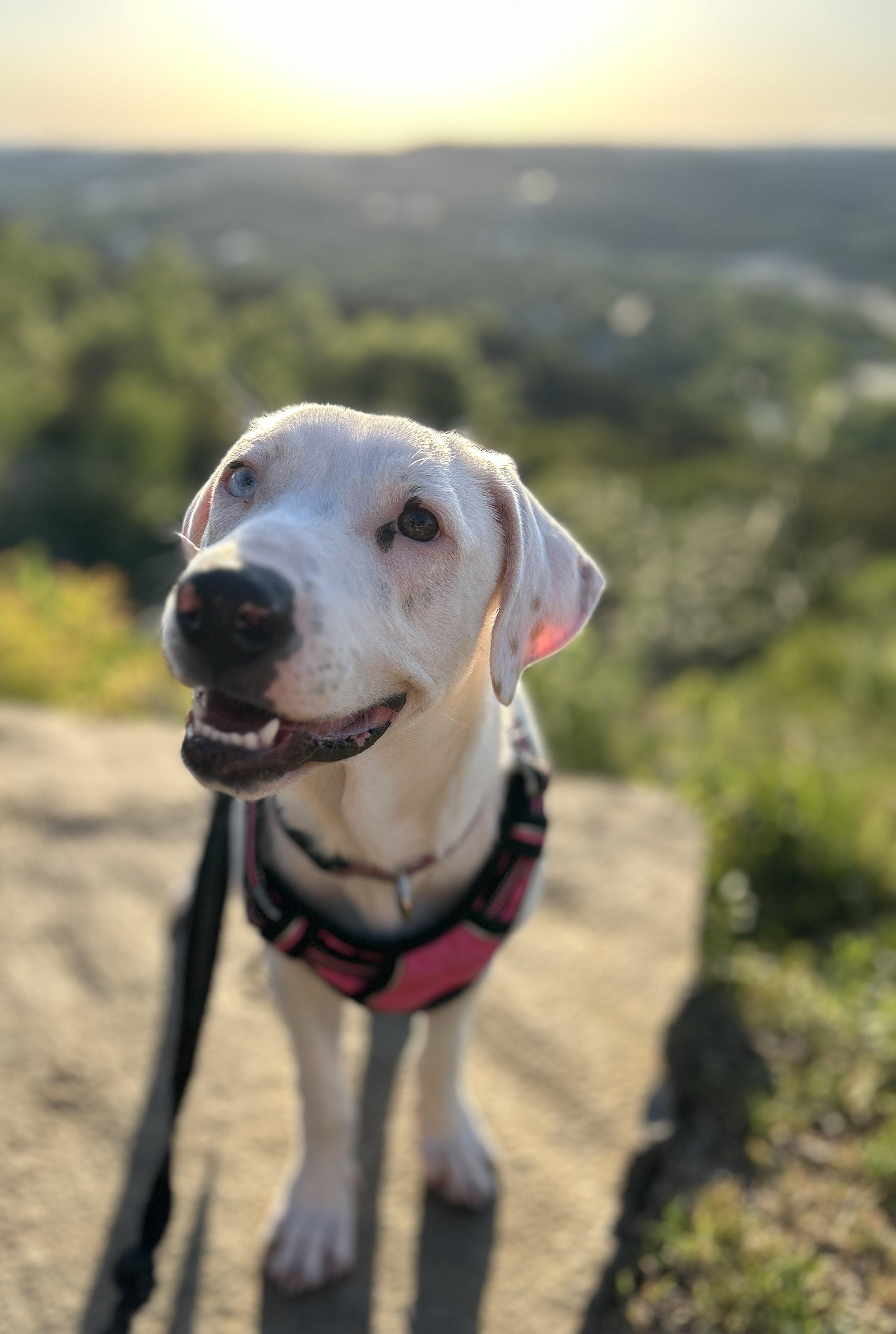 Adopt Keister Today - Find Paw Pal