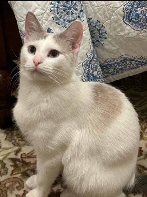 Adopt Lady Lilly Today - Find Paw Pal