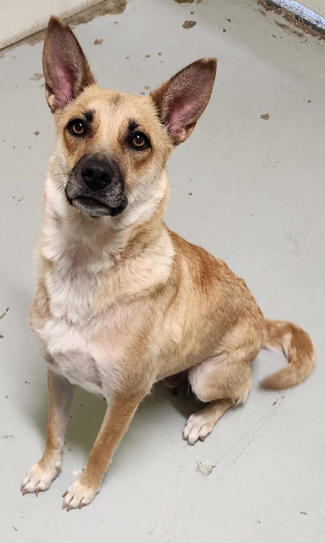 Adopt Princess Peach Today - Find Paw Pal