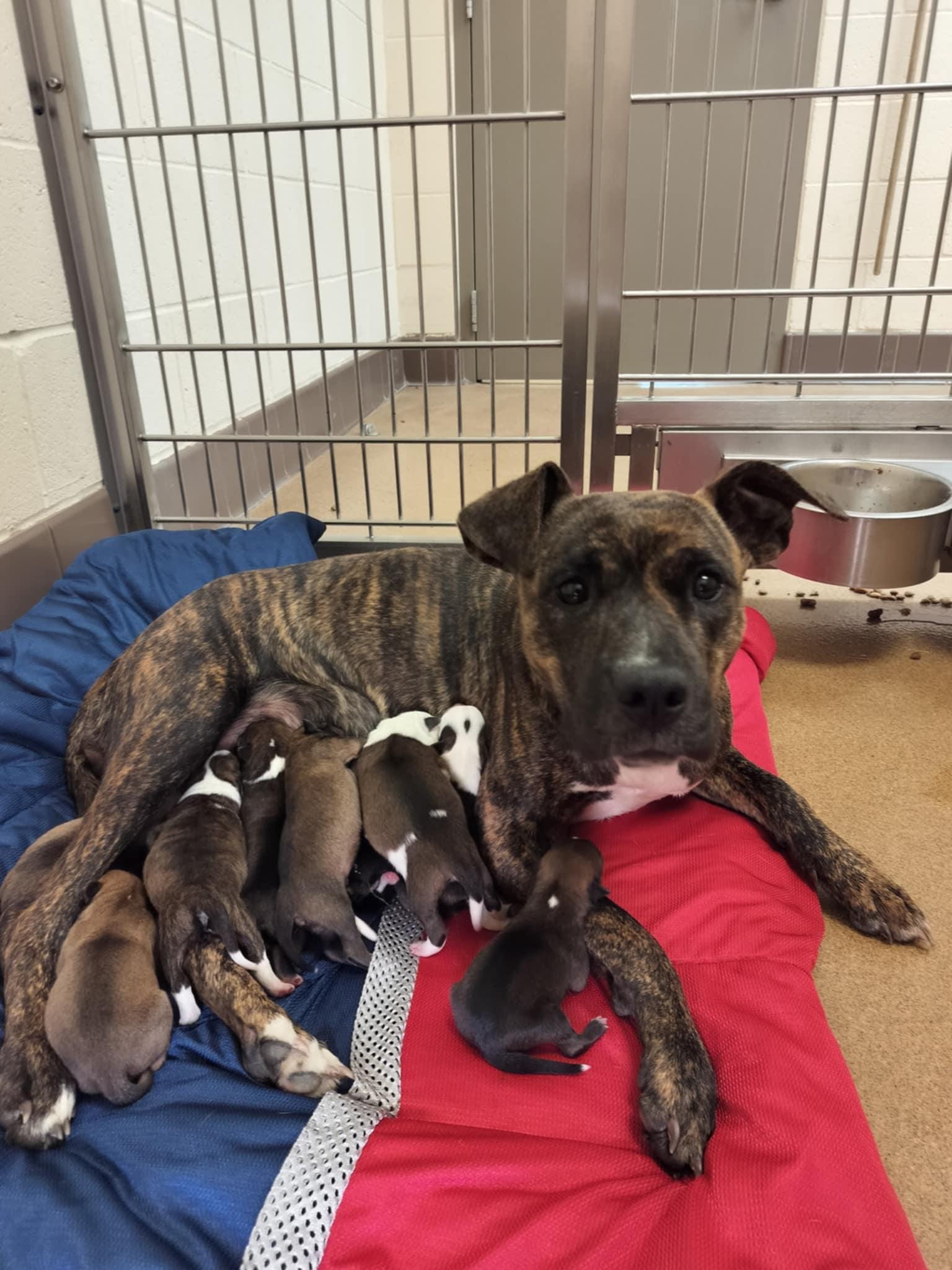 Adopt Mabel Mom & 9 Pups Today - Find Paw Pal