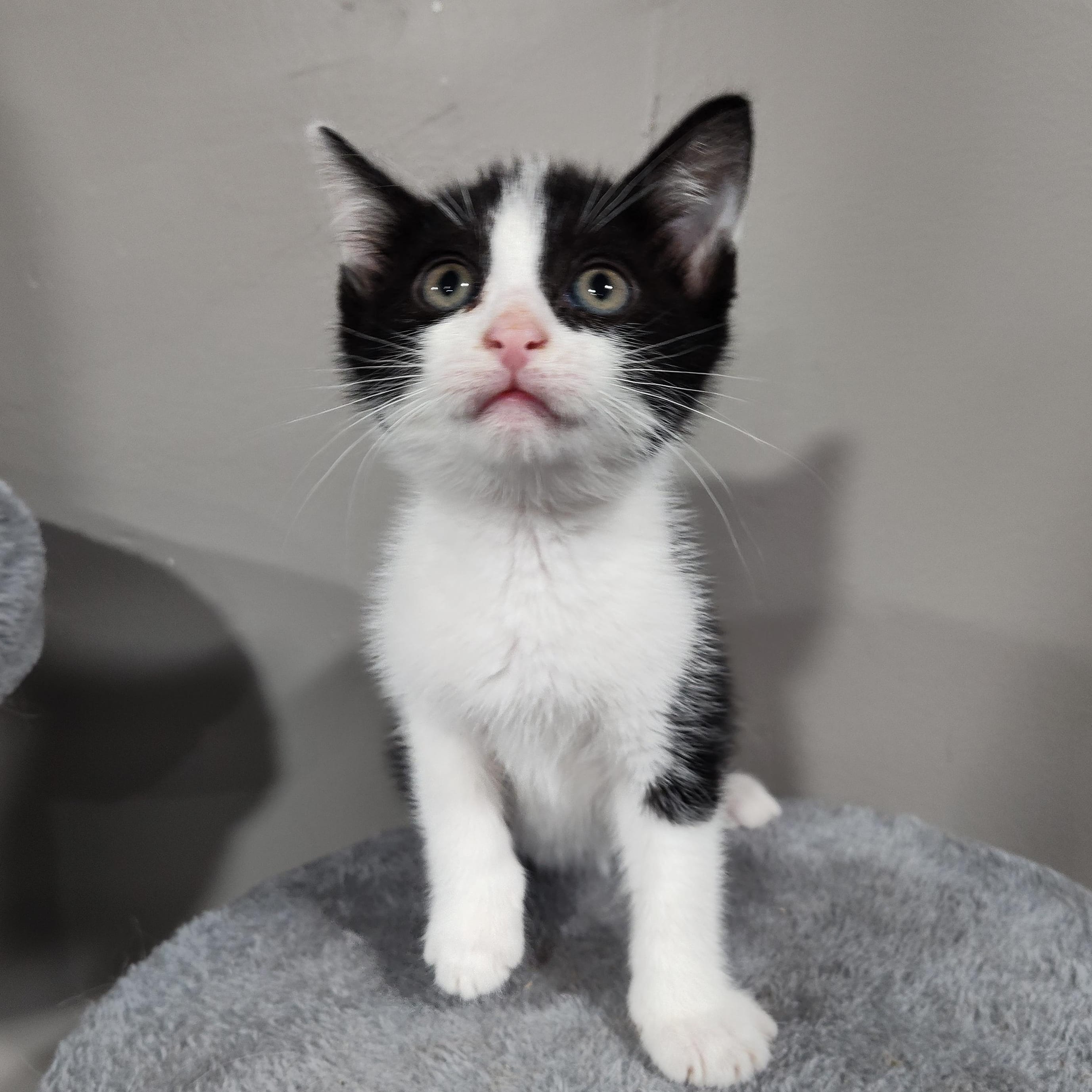 Adopt Menchi Today - Find Paw Pal