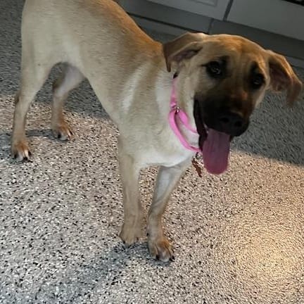 Adopt Daisy Mae Today - Find Paw Pal