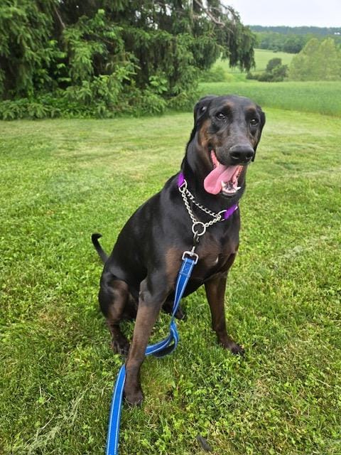 Adopt Bleu Today - Find Paw Pal