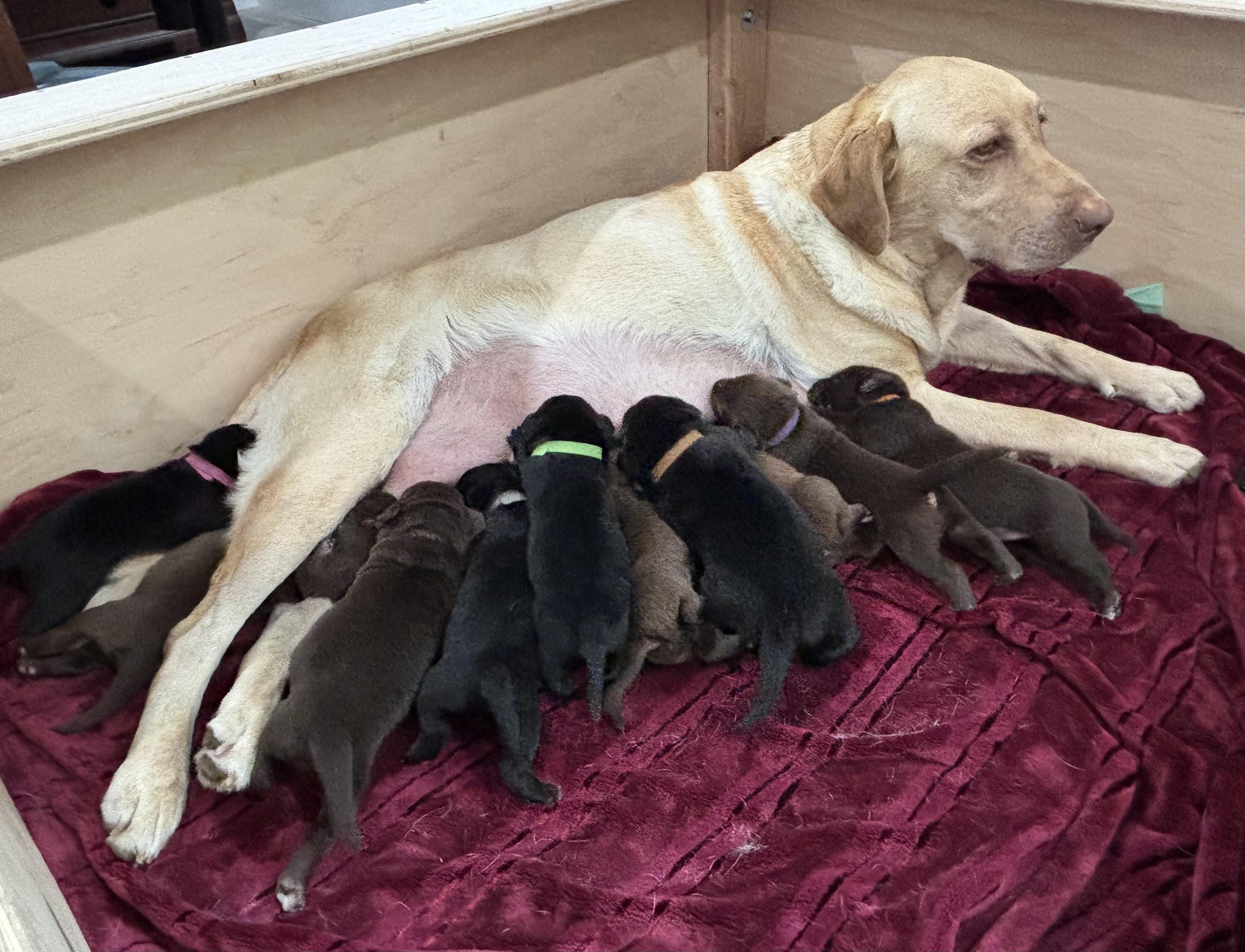 Adopt 5 Chocolate Female Puppies Today - Find Paw Pal