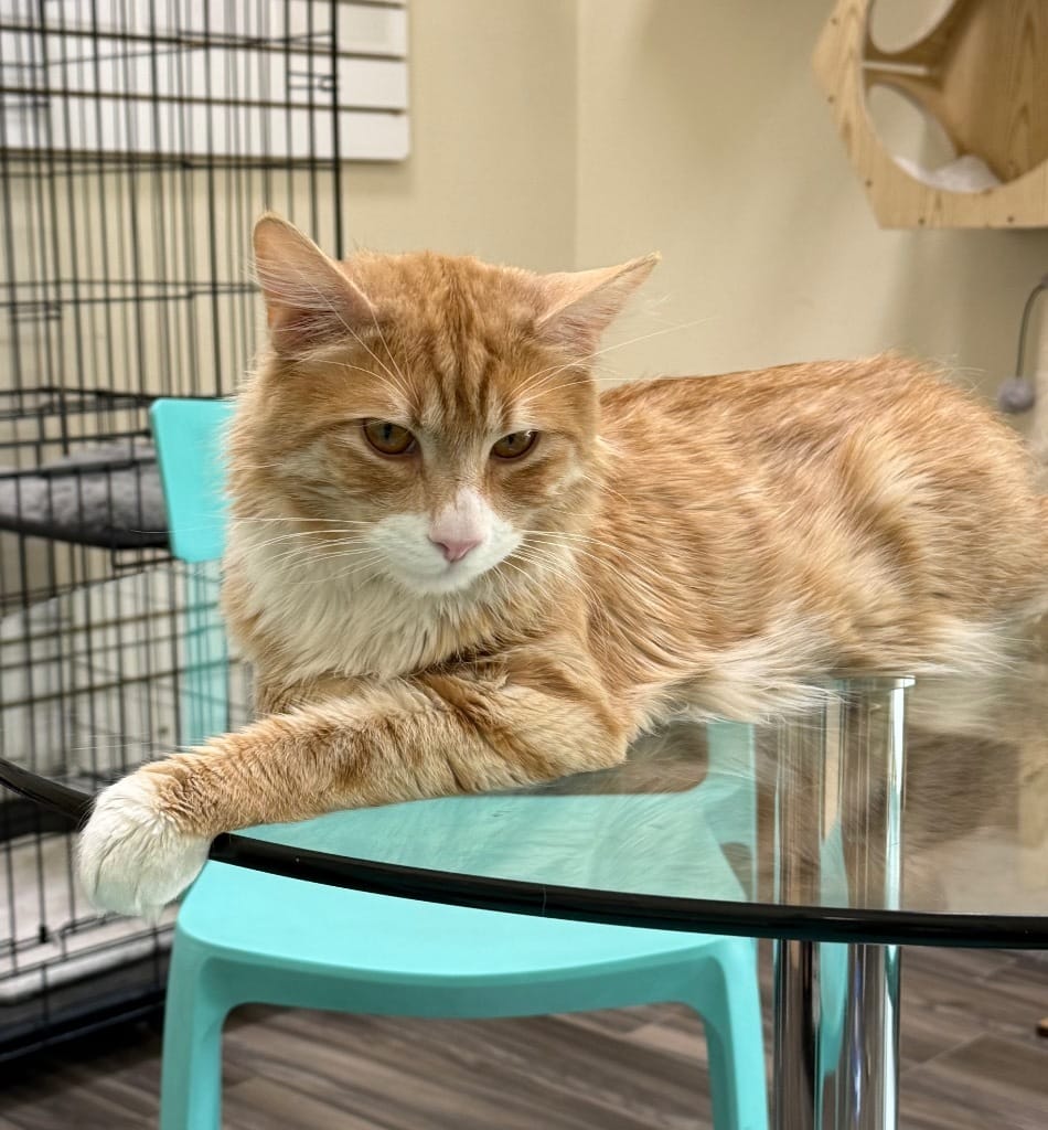 Adopt Easy (E-Z) Today - Pets TheCountyOffice