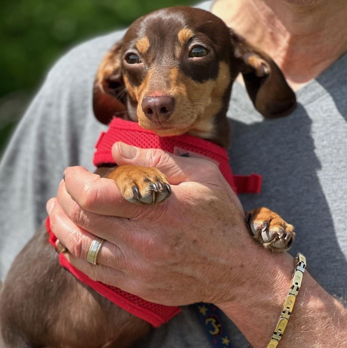 Adopt Winston (Coming Soon) Today - Pets TheCountyOffice