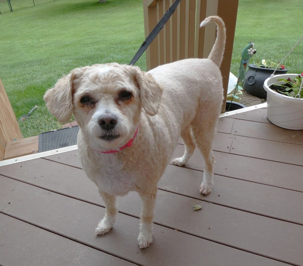 Adopt Poodle Mix - Karmie Today - Find Paw Pal