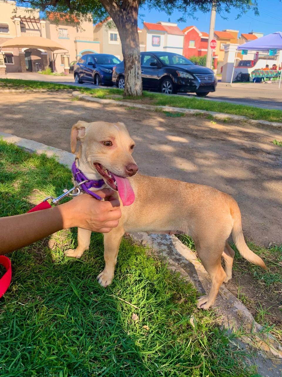 Adopt Cherry Today - Find Paw Pal