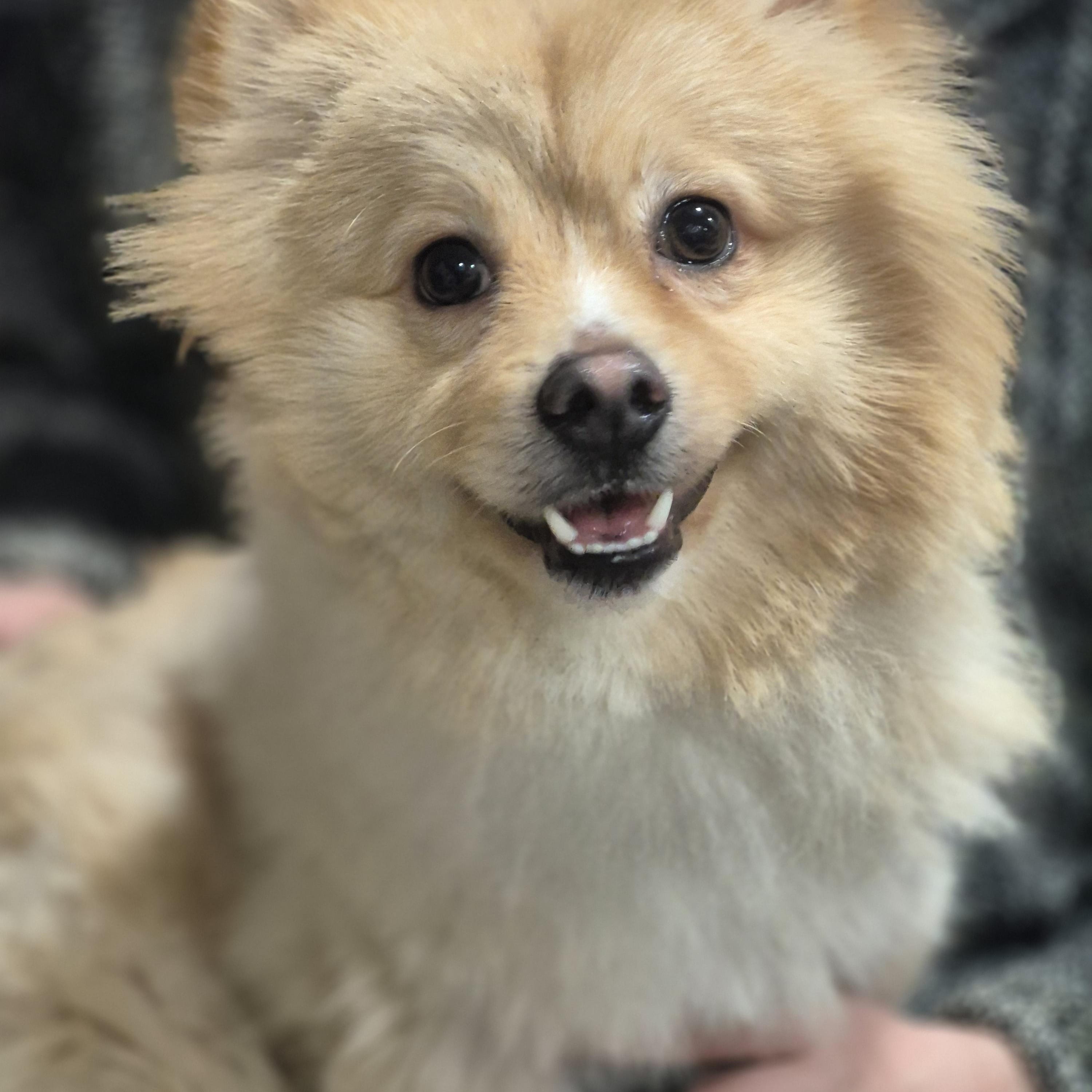 Adopt Hashpipe Weezer Today - Find Paw Pal