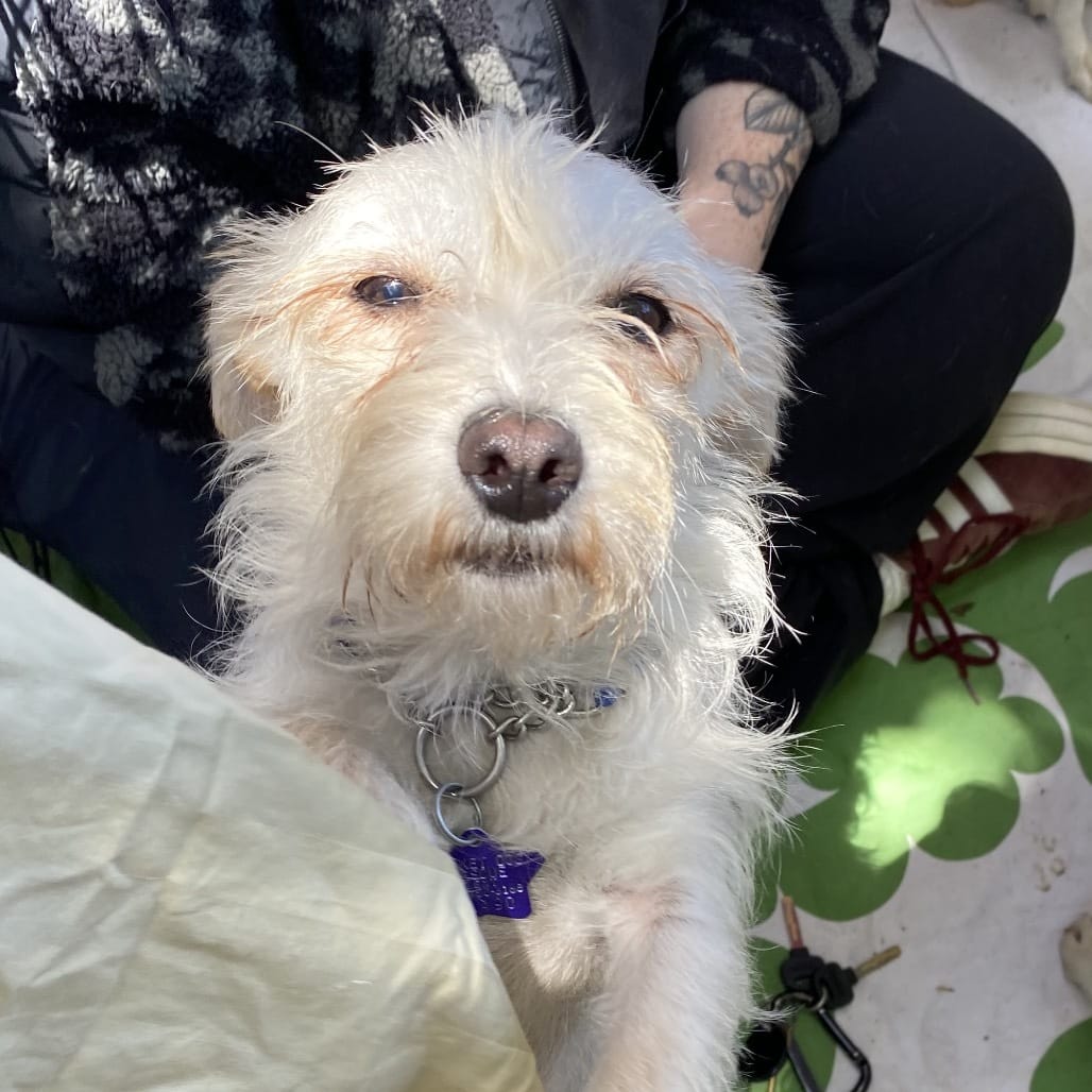 Adopt Sixtus Today - Find Paw Pal