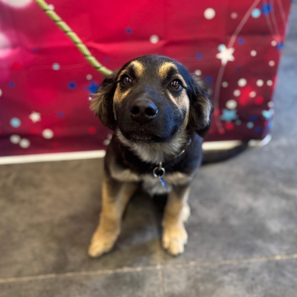 Adopt Steve Today - Find Paw Pal