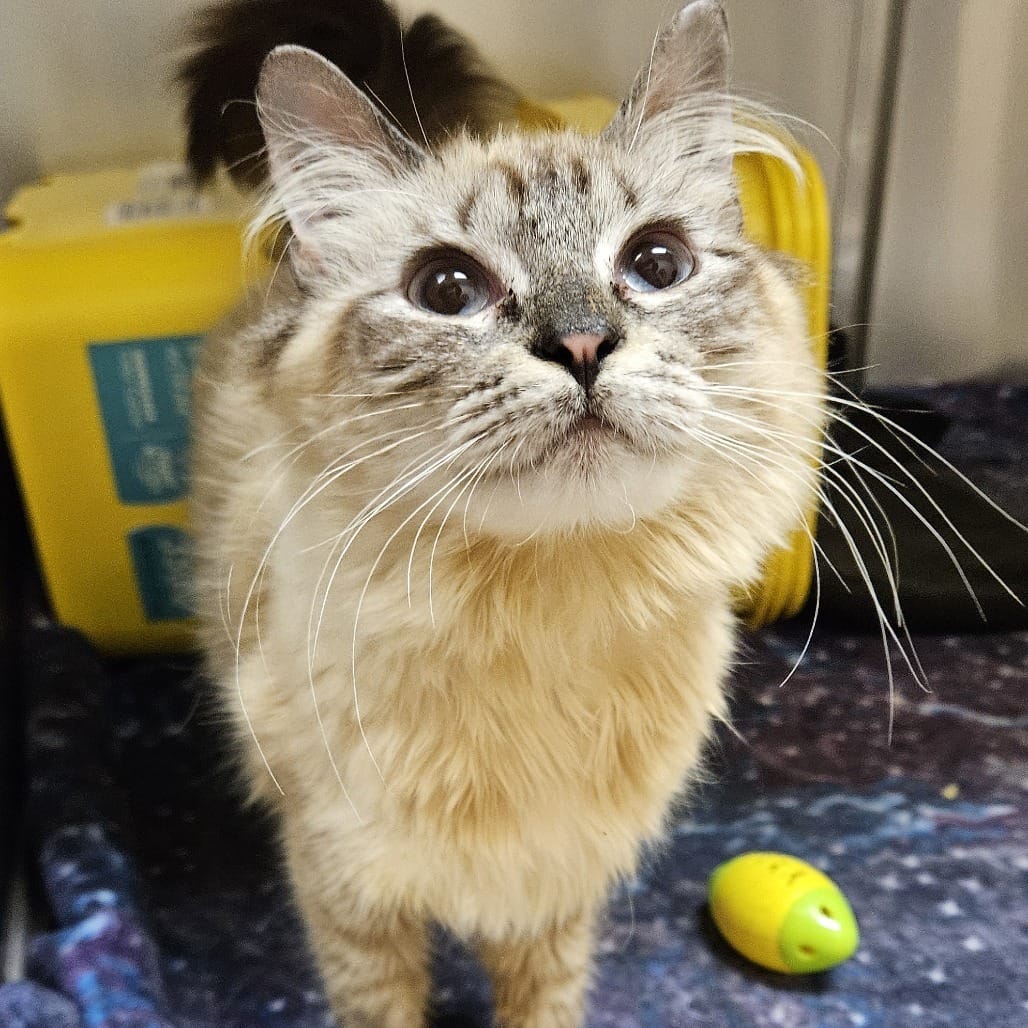 Adopt Sally Today - Find Paw Pal