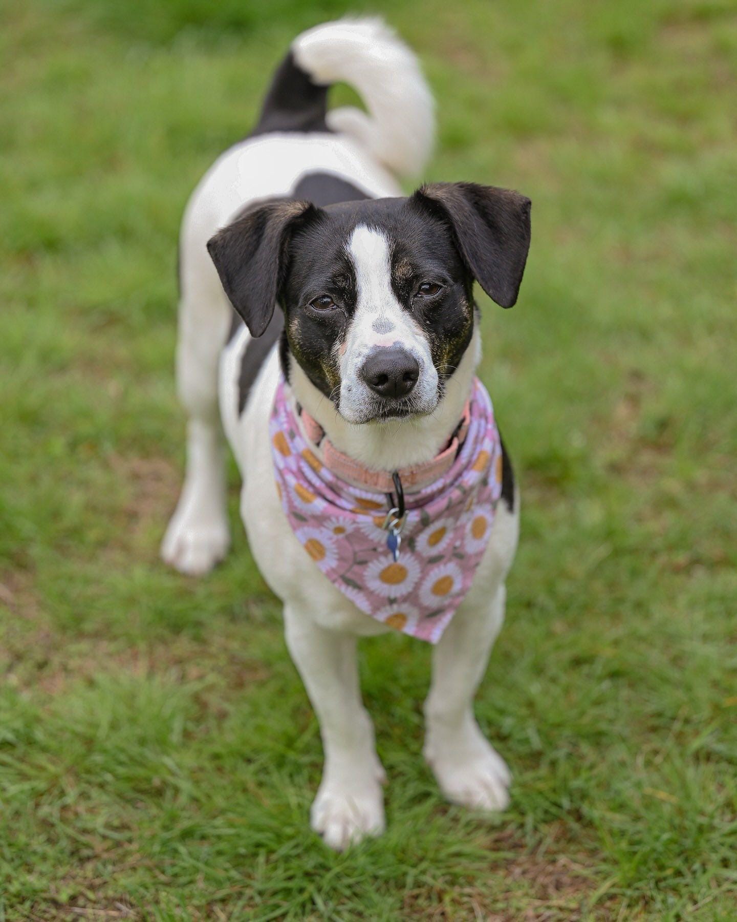 Adopt Daisy Today - Find Paw Pal