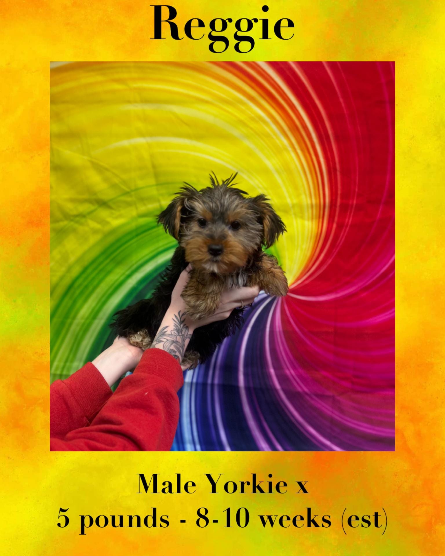 Adopt Reggie Today - Find Paw Pal