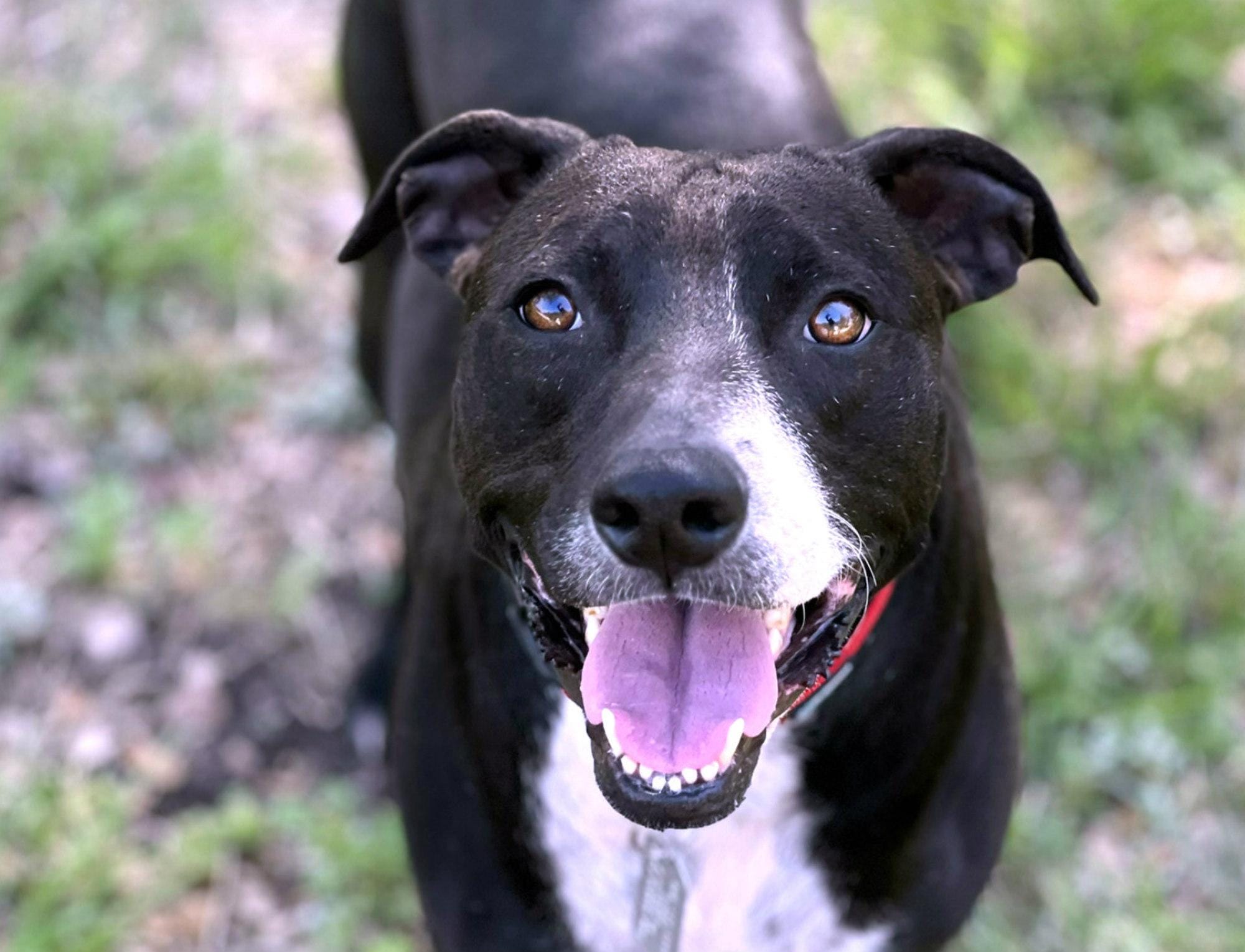 Adopt Mia Today - Find Paw Pal