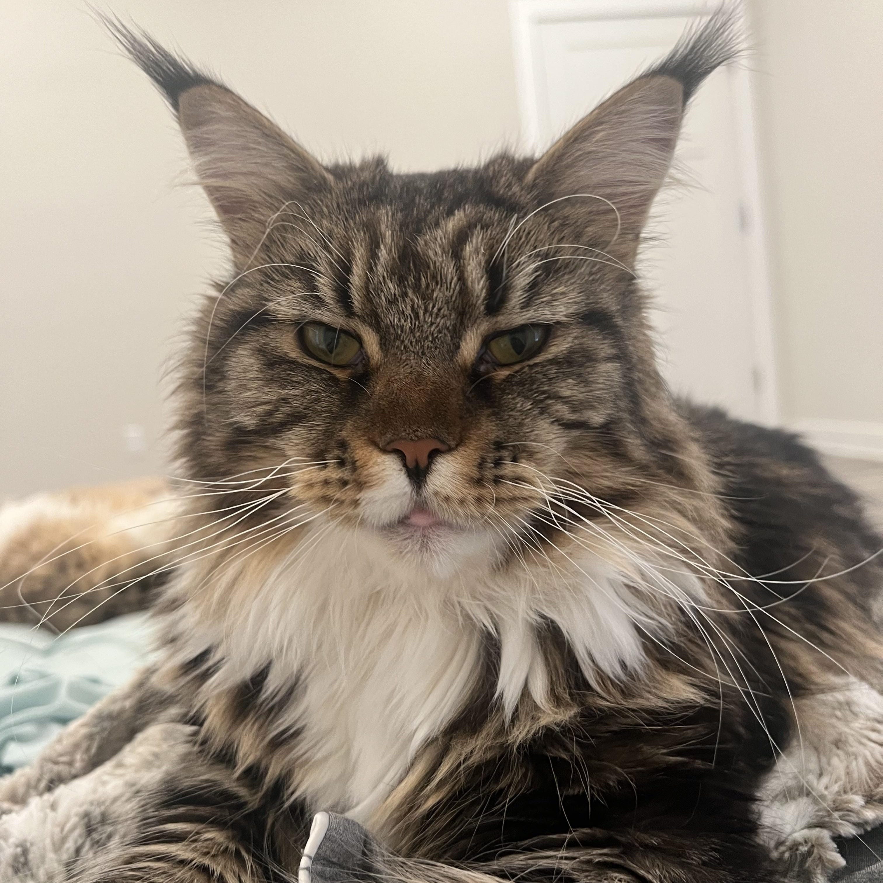 Adopt MS - Kira and Ally (CP) *Bonded Pair* Today - Find Paw Pal