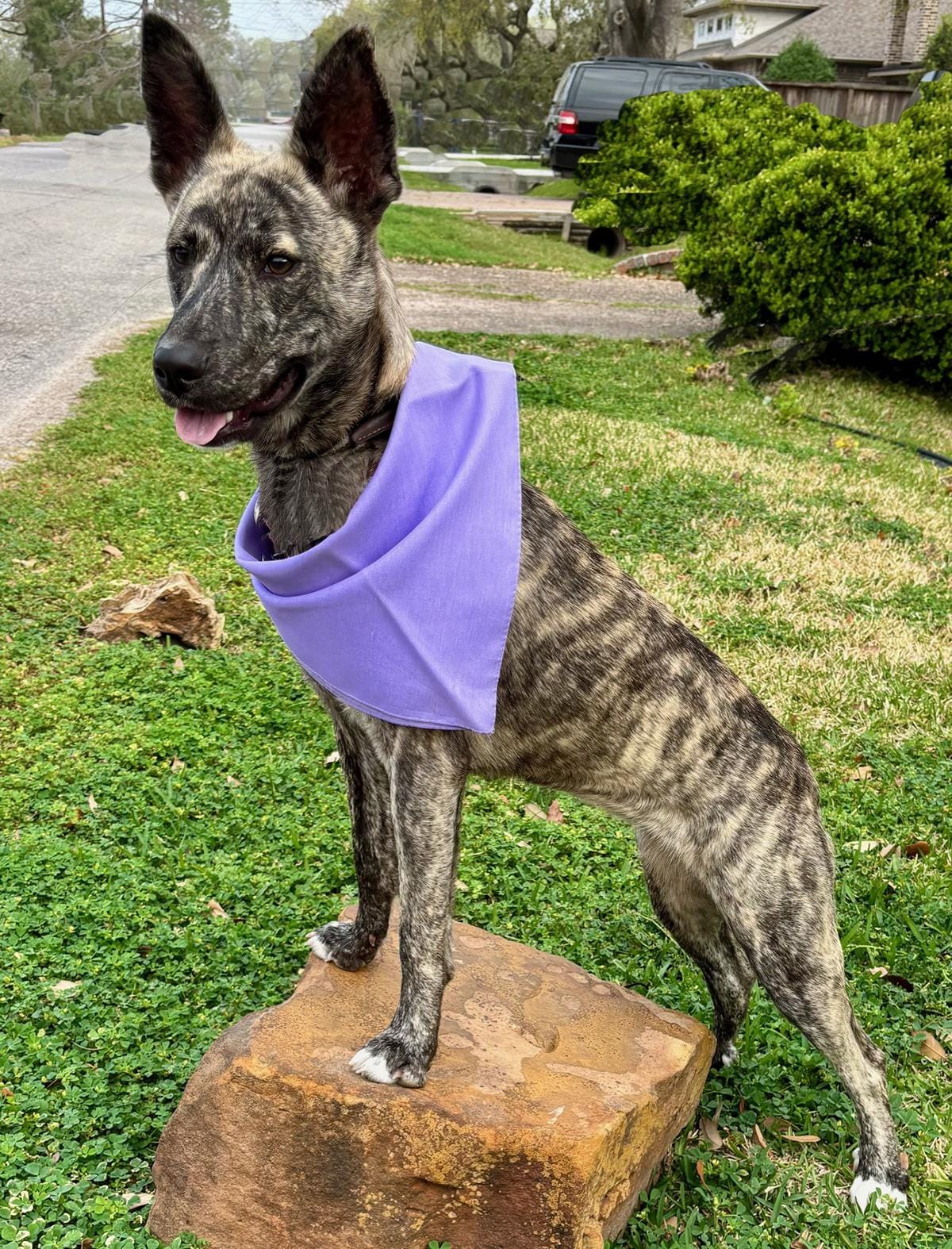 Adopt BAMBI Today - Find Paw Pal