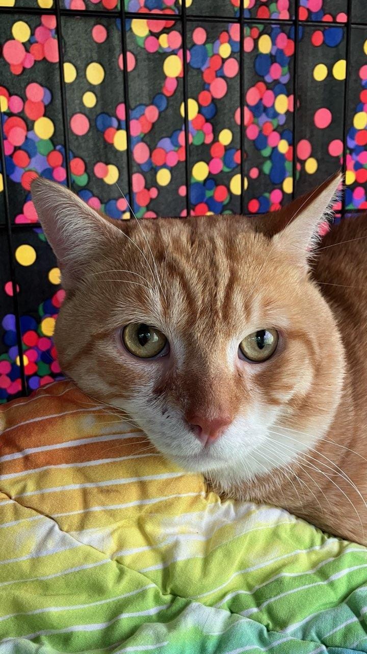 Adopt Hubba Today - Find Paw Pal