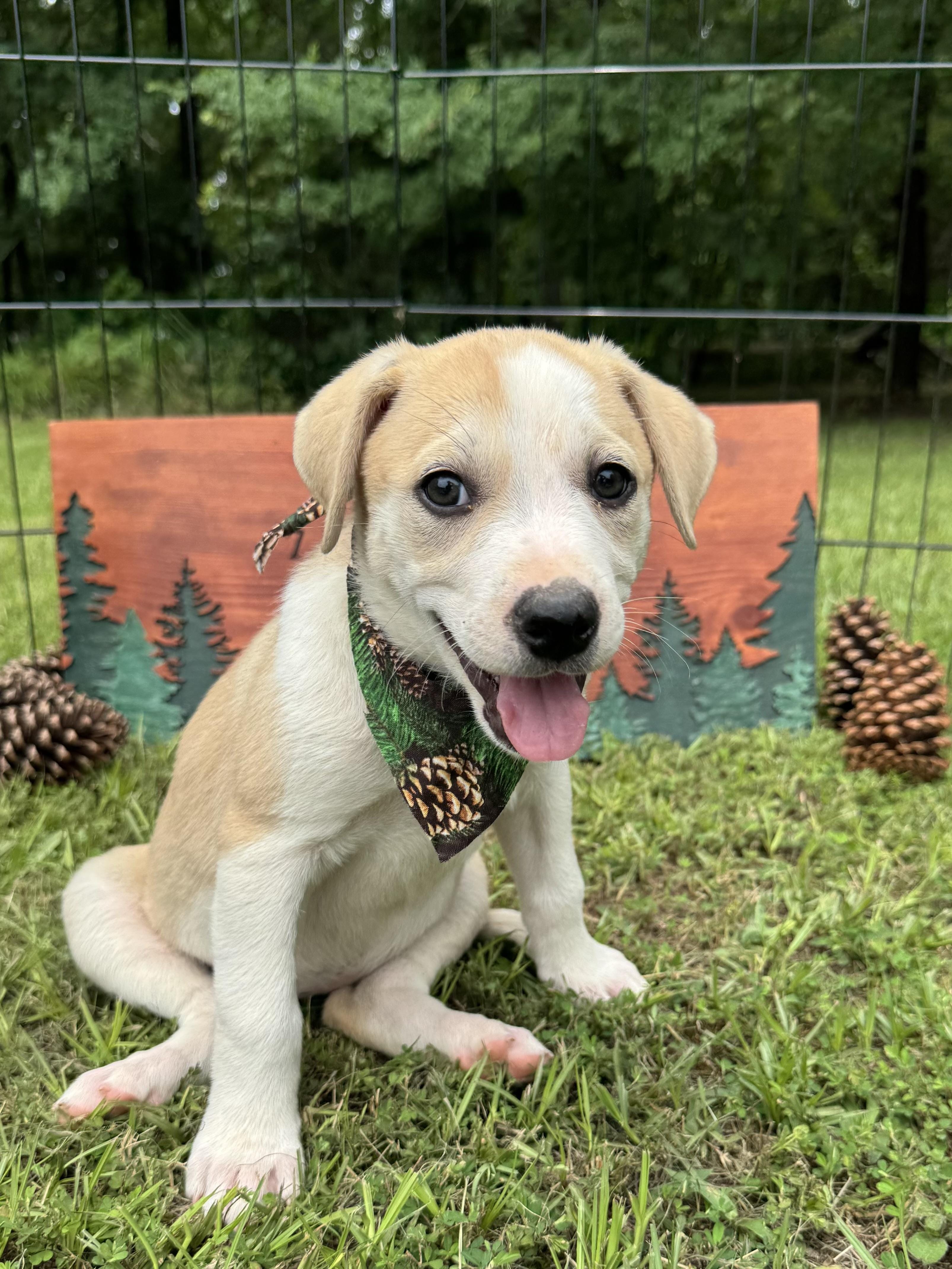 Adopt Prairie Today - Pets TheCountyOffice