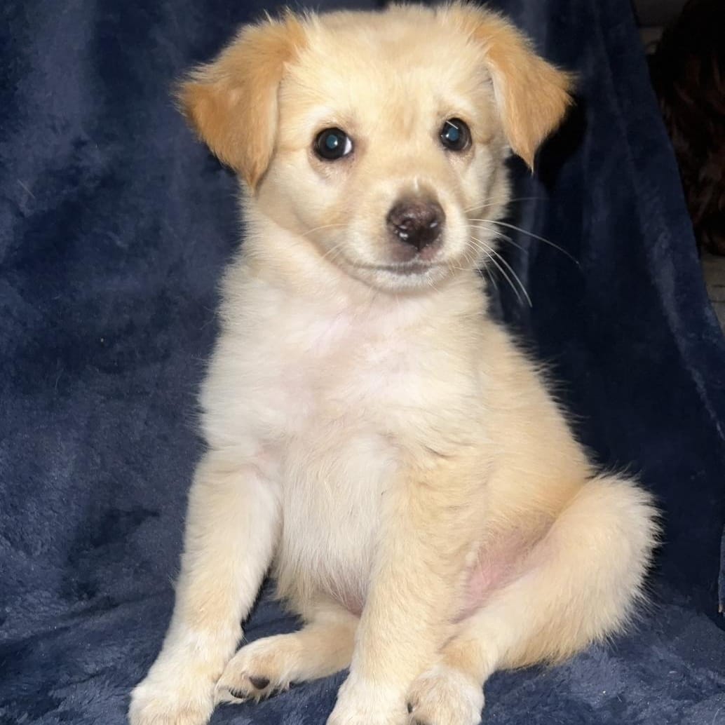 Adopt Little Red Today - Pets TheCountyOffice