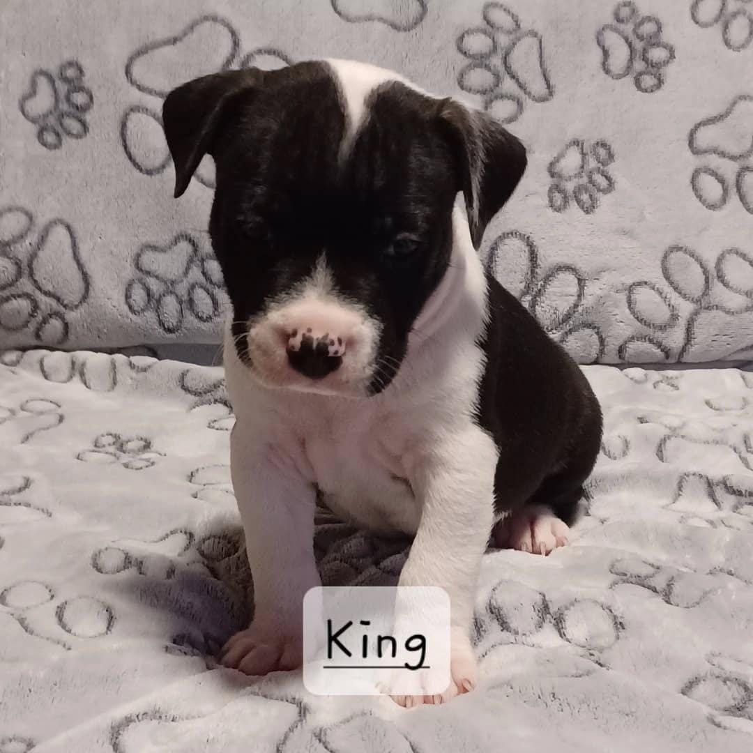 Adopt King Today - Find Paw Pal