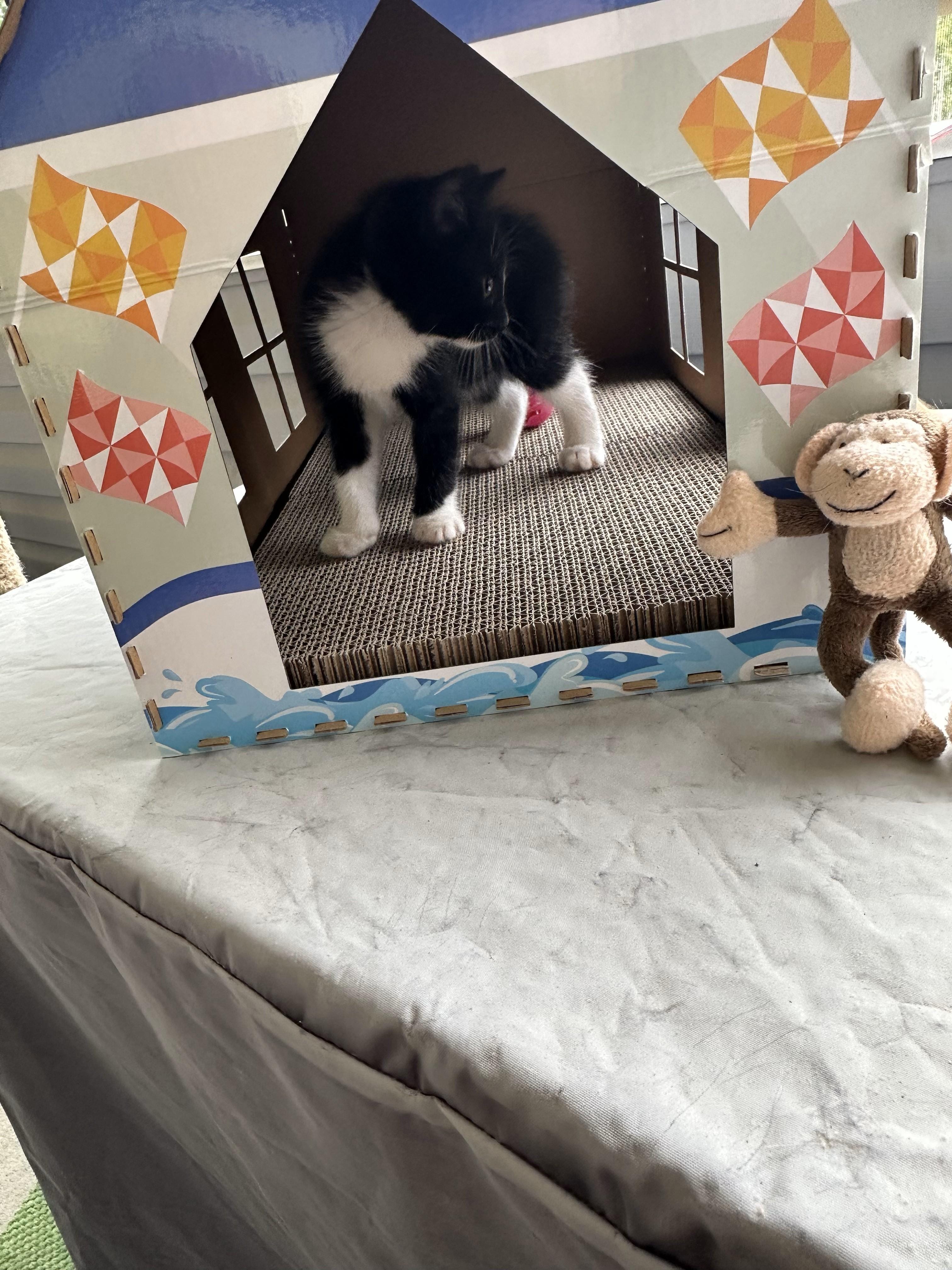 Adopt Ziggy Today - Find Paw Pal